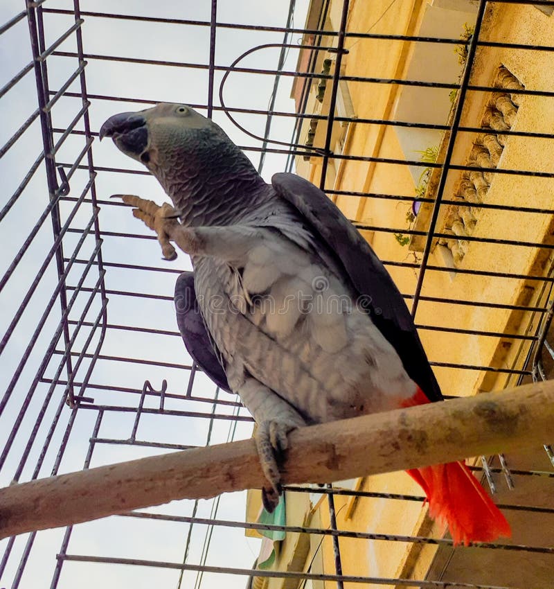 Parrot in cage say hello stock image. Image of hello - 197889701