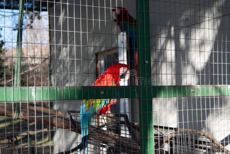 Parrot in a cage stock photo. Image of mexico, colored - 142252234