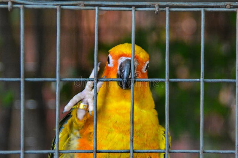 Parrot in a cage stock photo. Image of bird, animal - 132140904