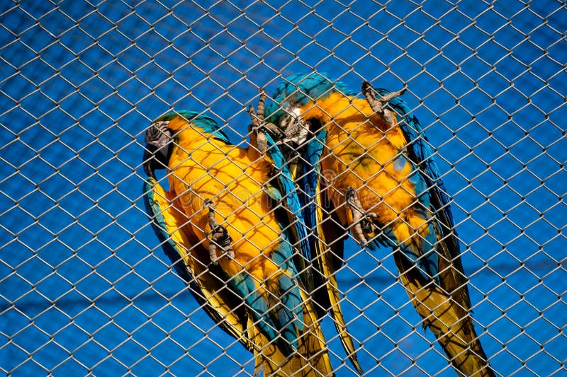 Parrot in the Cage in the Zoo Stock Image - Image of aviary, beauty ...