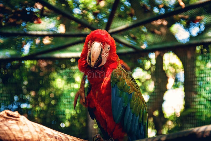 Parrot in Casella Zoo Mauritius Stock Image - Image of casella, branch ...