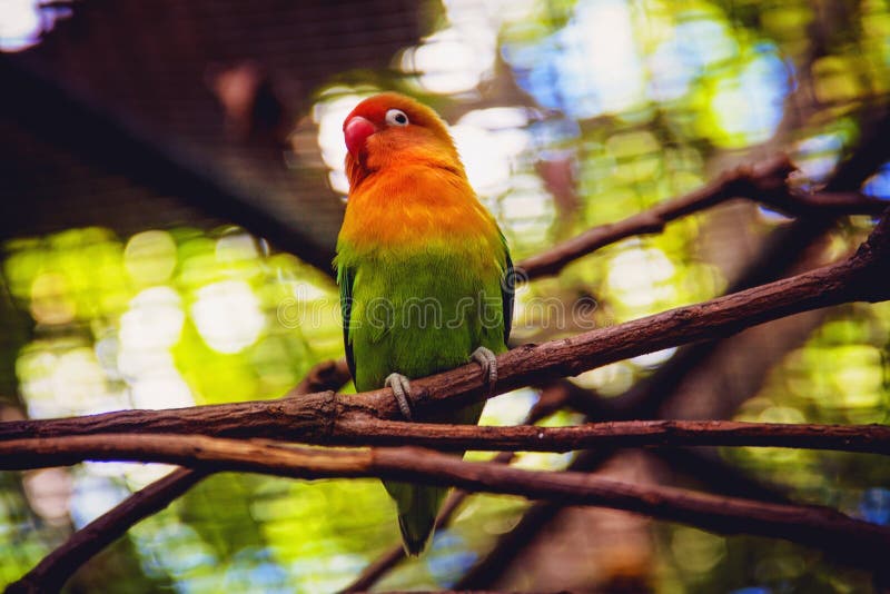 Parrot in Casella Zoo Mauritius Stock Photo - Image of bird, casella ...