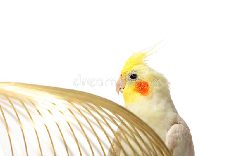 463 Parrot Cell Stock Photos - Free & Royalty-Free Stock Photos from ...