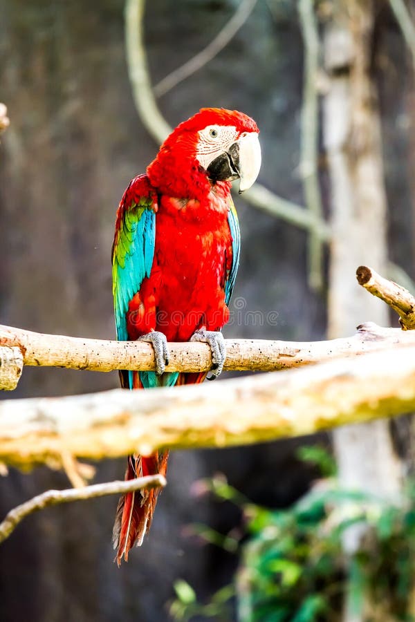 Parrot in Nightsafari Chiangmai Thailand Stock Image - Image of natural ...