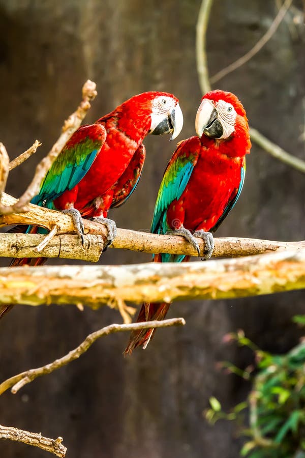Parrot in Nightsafari Chiangmai Thailand Stock Image - Image of natural ...