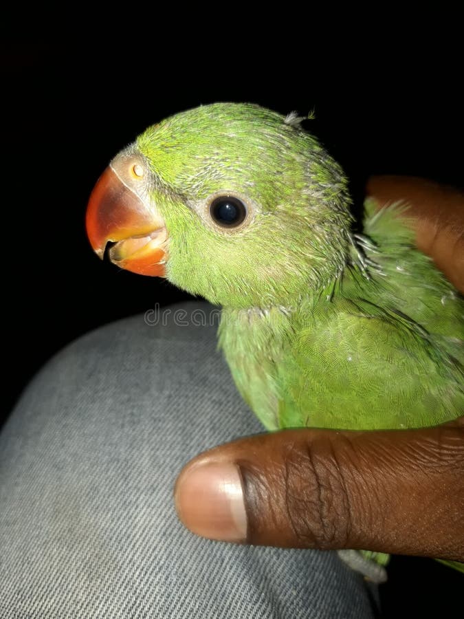 Parrot chick stock image. Image of animals, natural - 248654681