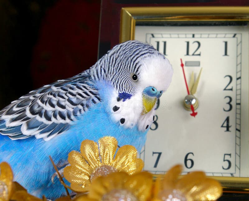 Parrot and clock stock image. Image of time, flowers - 12676391