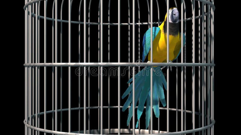 Parrot Close Cage Bird Flies Alpha Matte 3D Rendering Animation Stock ...