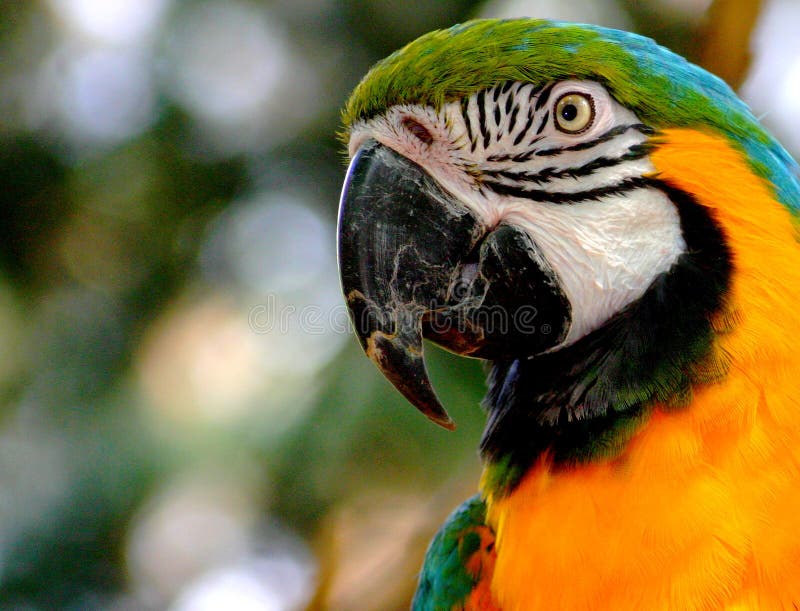 Parrot stock photo. Image of feather, portrait, parrot - 39467072