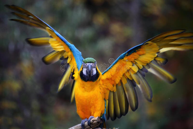 Swan with chicks stock image. Image of quack, duckling - 41283825