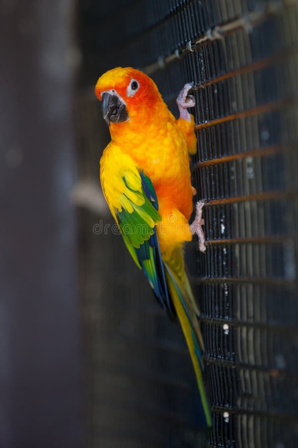 Parrot stock photo. Image of profile, bird, parrot, close - 62172426