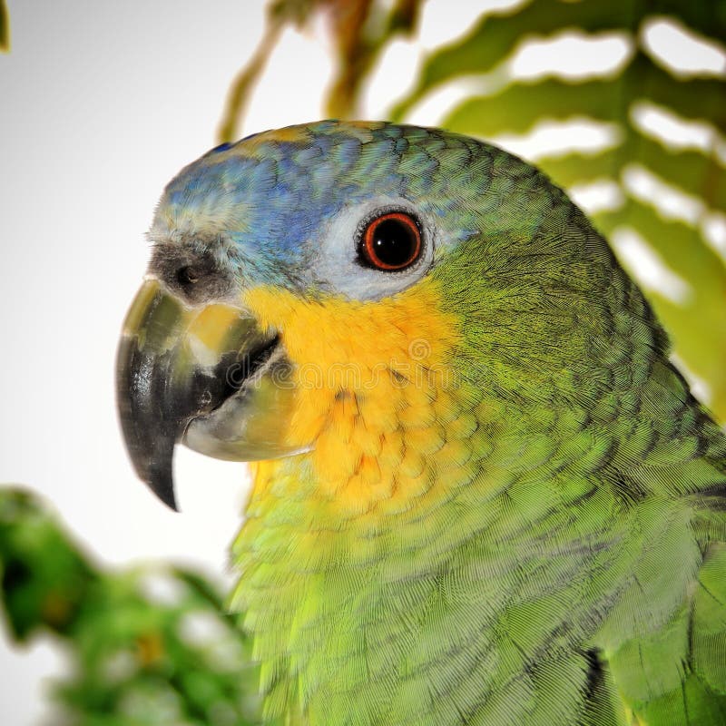 Parrot stock image. Image of fauna, parakeet, bird, brazil - 69272305