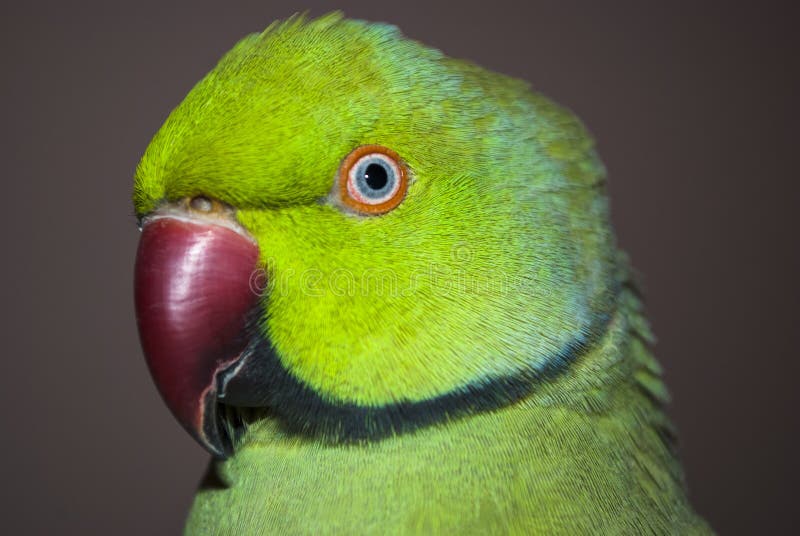 Indian Ringneck Parrot stock image. Image of alexandrian - 47989787