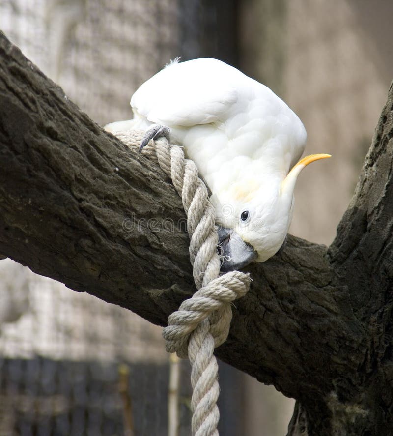 Parrot Cockatoo Bird Pappus Beak Claws Stock Photo - Image of plumage ...
