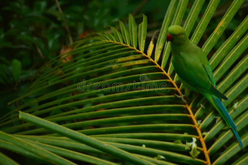 Parrot on coconut leaf stock image. Image of sleeve - 181594073