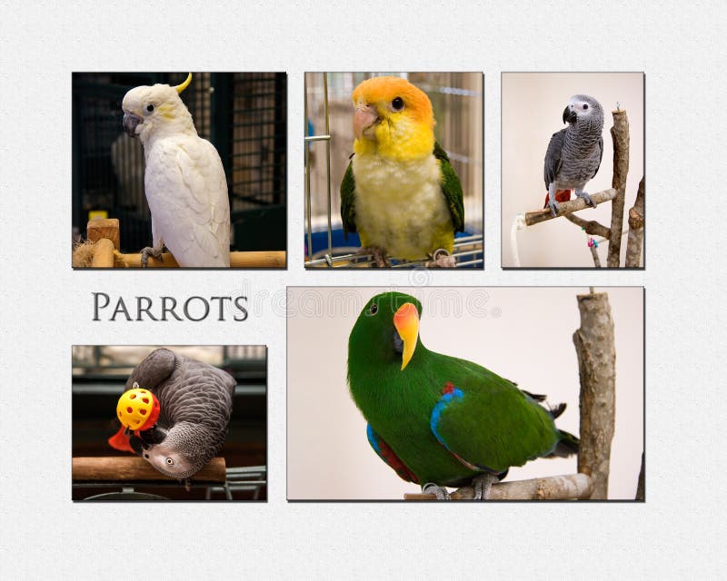 Parrot Collage stock image. Image of african, creature - 30392659