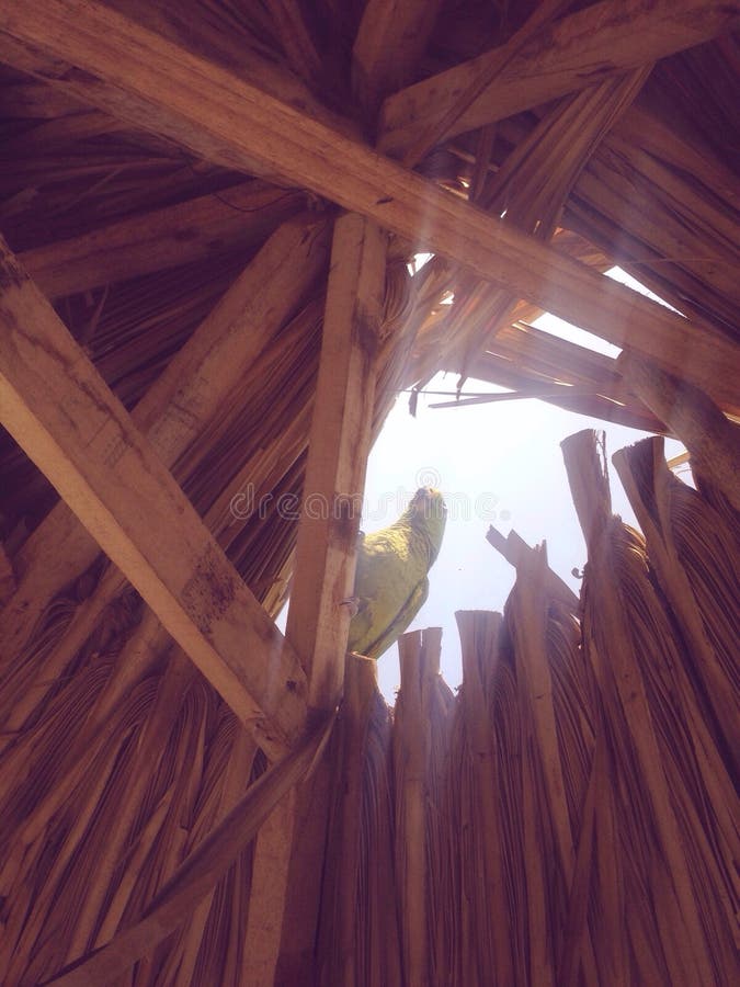 Parrot stock photo. Image of parrot, trip, playa, colombian - 75167456