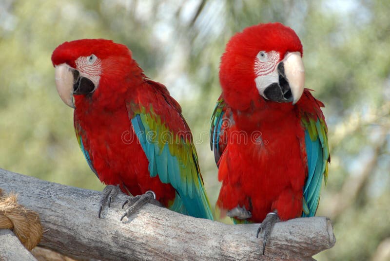 Red and Blue Parrot. Side View Stock Image - Image of bird, floor: 3506093