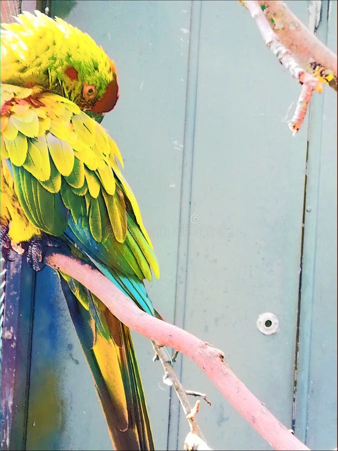 Parrot Color Bird Beautiful Stock Photo - Image of parrot, bird: 158790330