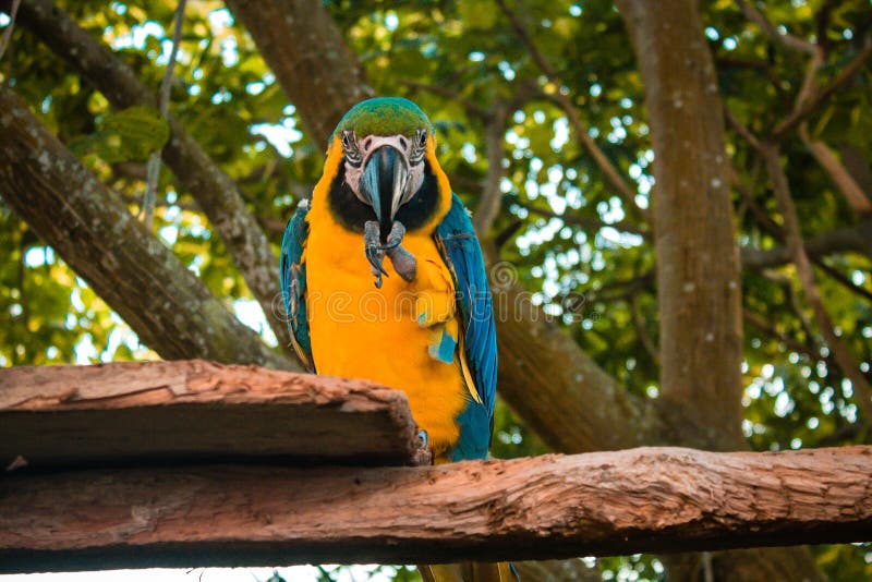 Parrot Colored Parrot Looking at the Camera Stock Image - Image of ...