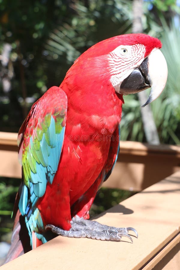 A Parrot, Dominican Republic Stock Image - Image of curve, wing: 17954455