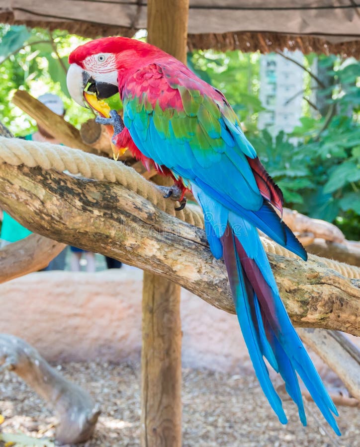 Parrot stock photo. Image of color, piece, cute, beautiful - 75447192