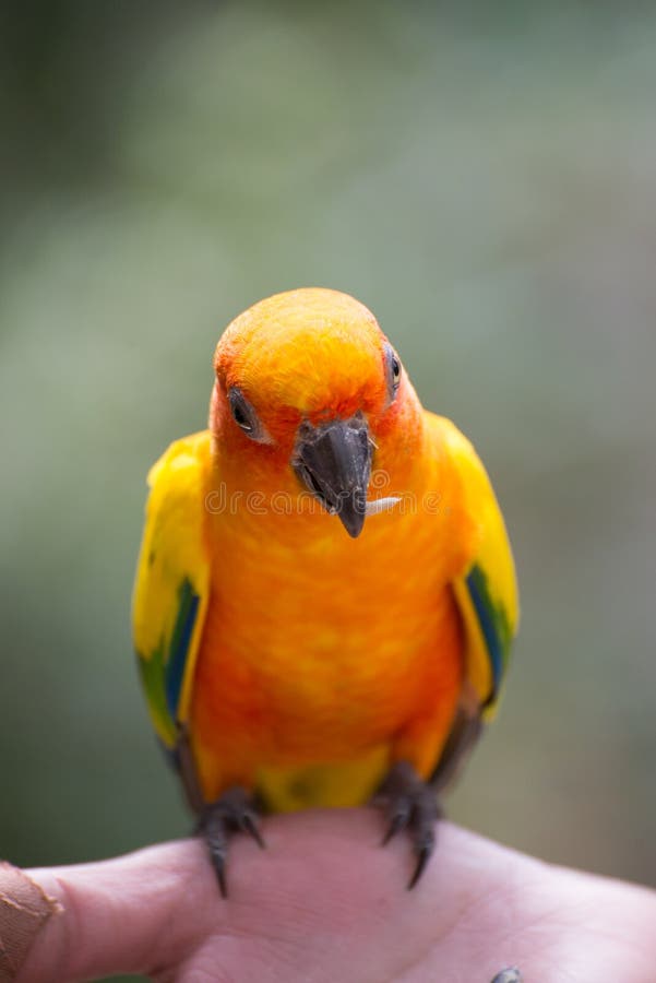 Parrot stock image. Image of hand, bird, cute, love, portrait - 38730263