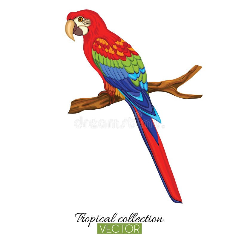 Parrot. Colorful Vector Illustration without Transparent and Gra Stock ...
