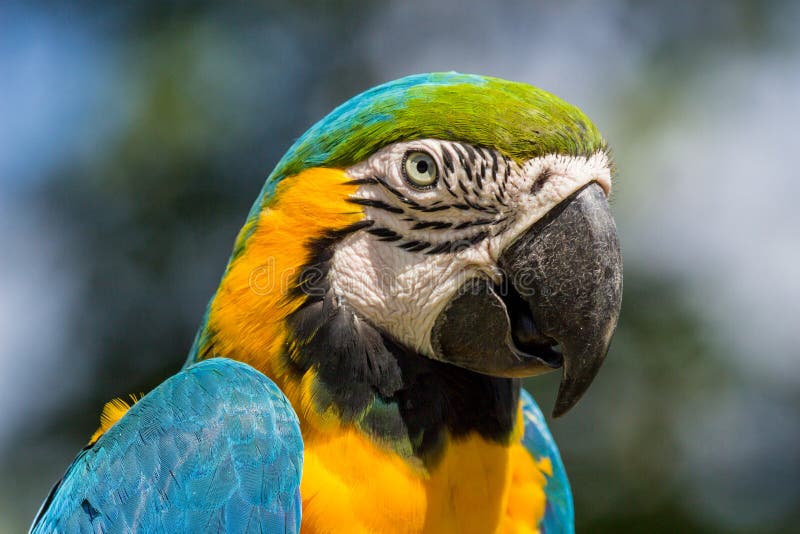 Parrot Colourfull Plumage Portrait Stock Image - Image of feather ...