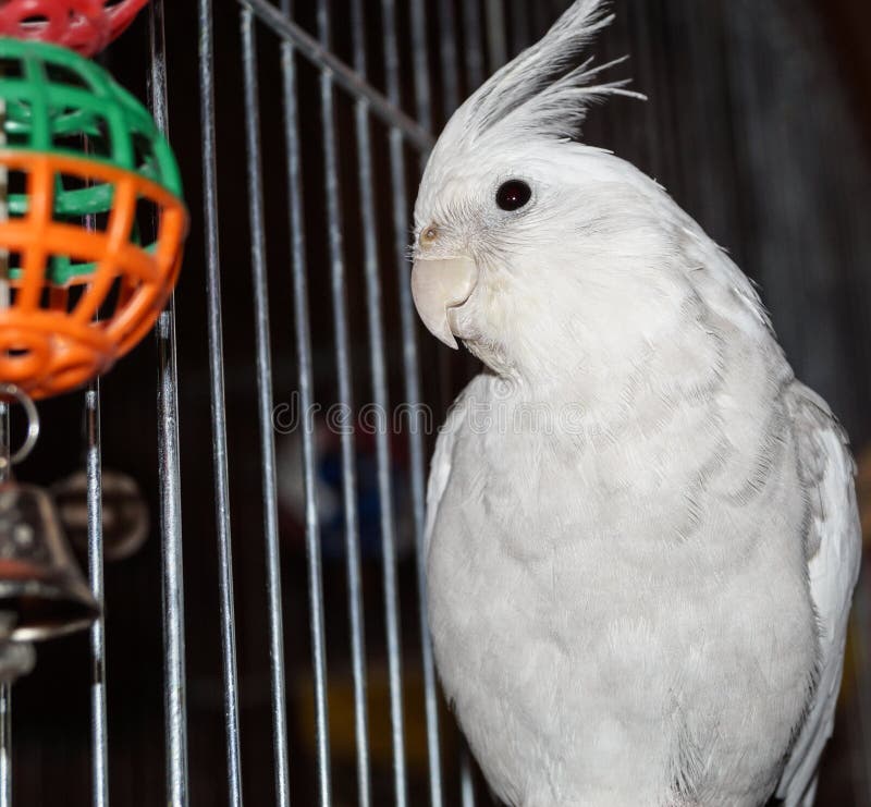 Staring Parrot stock image. Image of camera, beautiful - 43642091