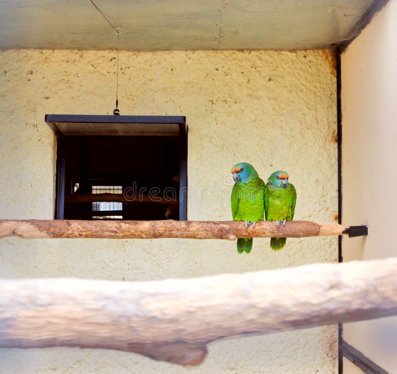 Parrot couple stock image. Image of head, love, coop - 27672647