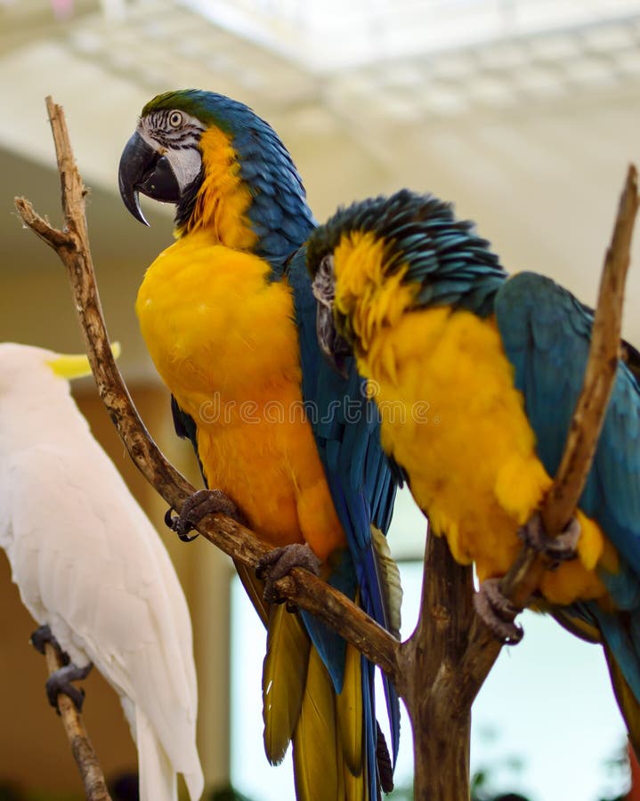 Parrot Couple (psittacines) Stock Image - Image of creatures, parks ...