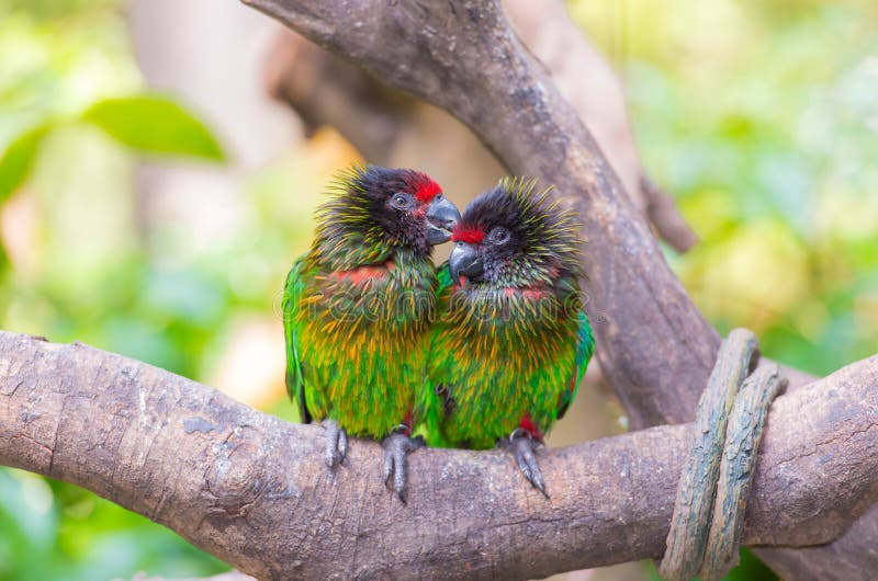 Parrots in love stock photo. Image of love, birds, beauty - 9951290