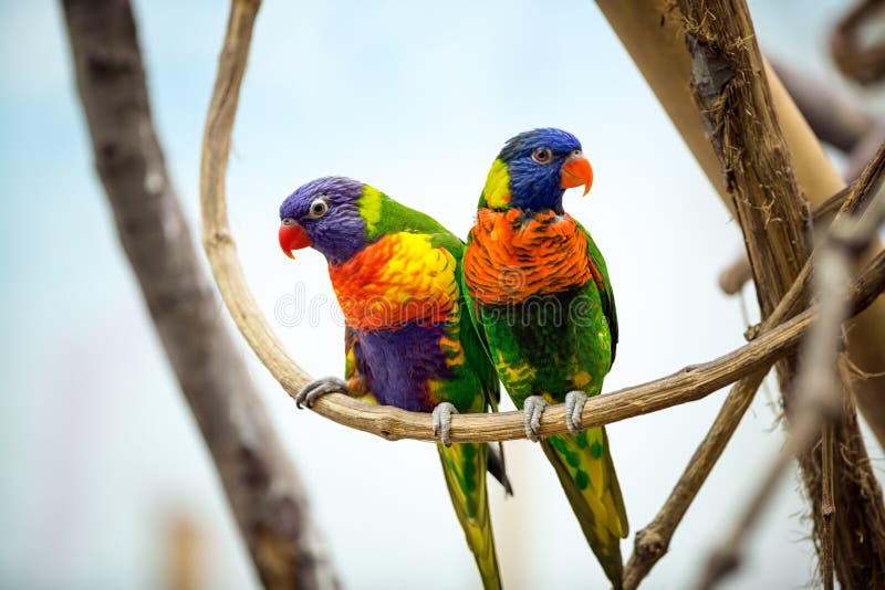 Parrot Couple (psittacines) Stock Image - Image of creatures, parks ...