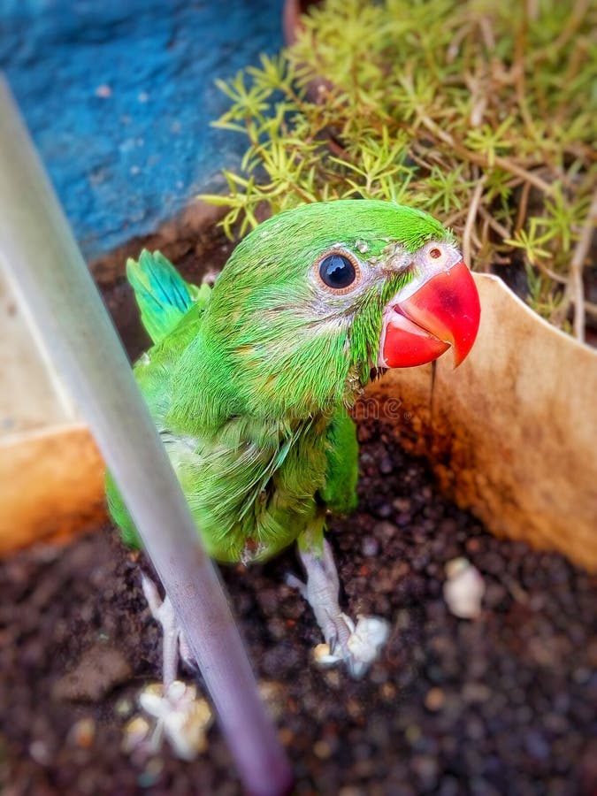 Parrot Cute Baby at Home stock photo. Image of leaf - 234507520