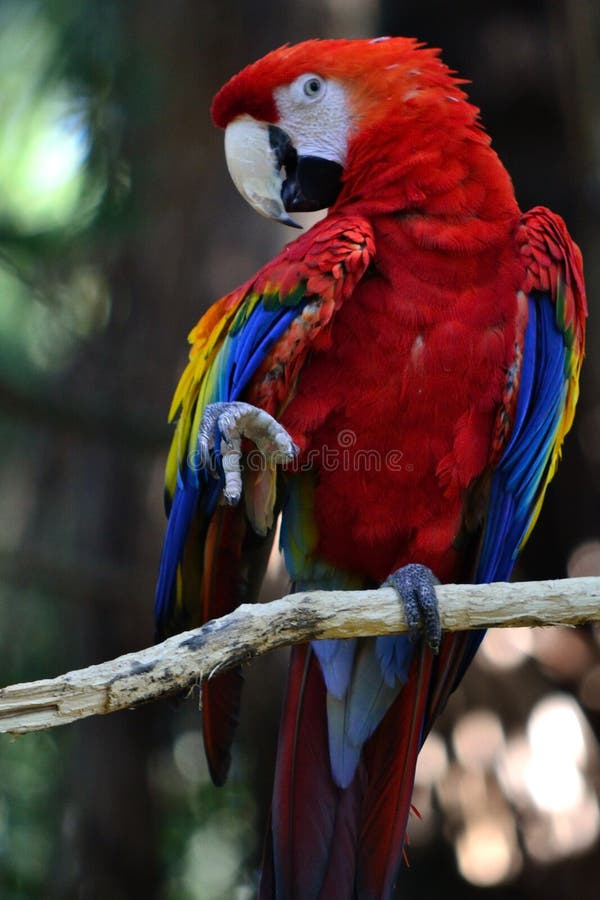 Parrot Dance stock image. Image of tropic, tropical, dancing - 25261739