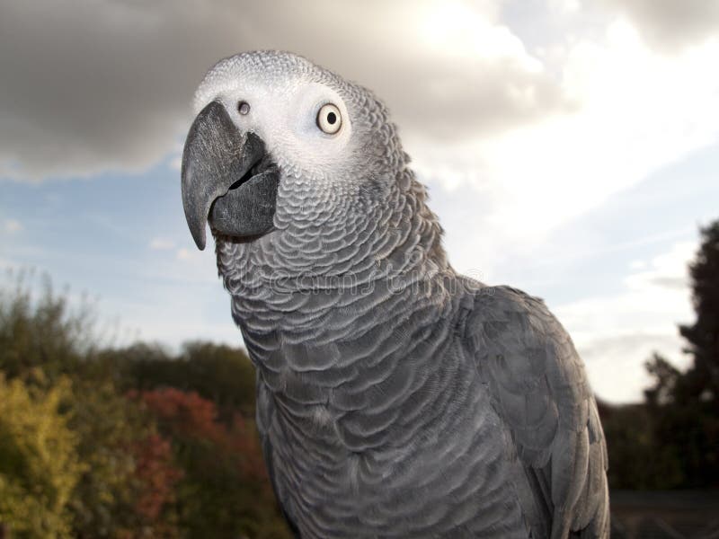 Congo African Grey Parrot stock image. Image of parrot - 3807127