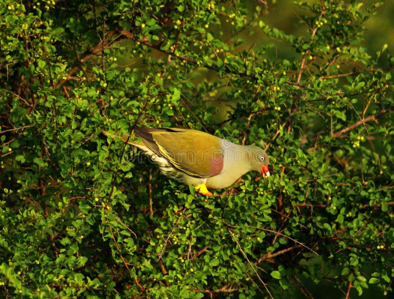 Parrot dove eating stock photo. Image of eating, branch - 238213166