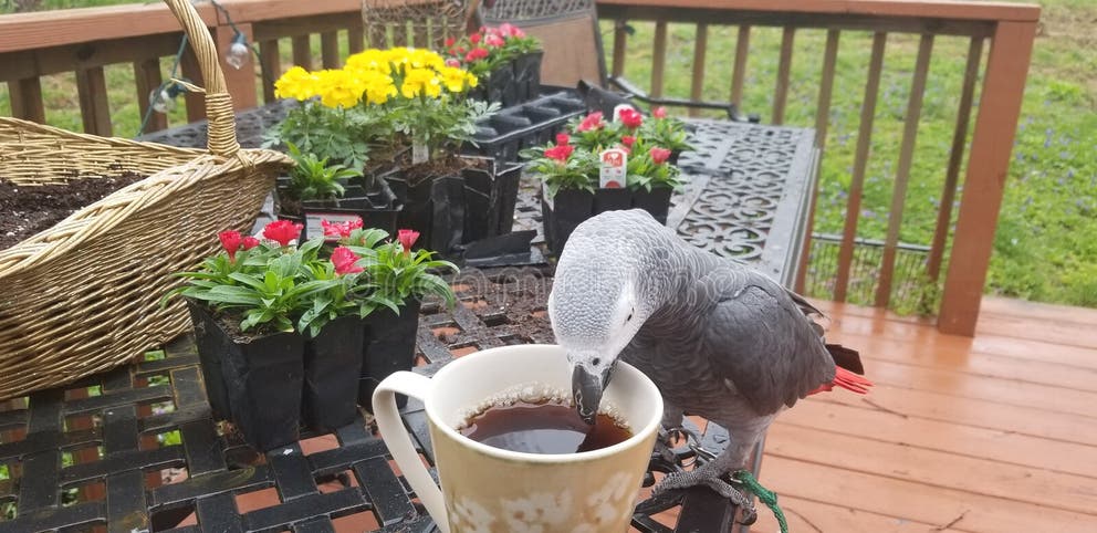 Parrot drinking coffee stock photo. Image of coffee - 114738920