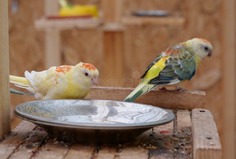 Parrot Drinks Water from a Metal Bowl Stock Image - Image of nature ...