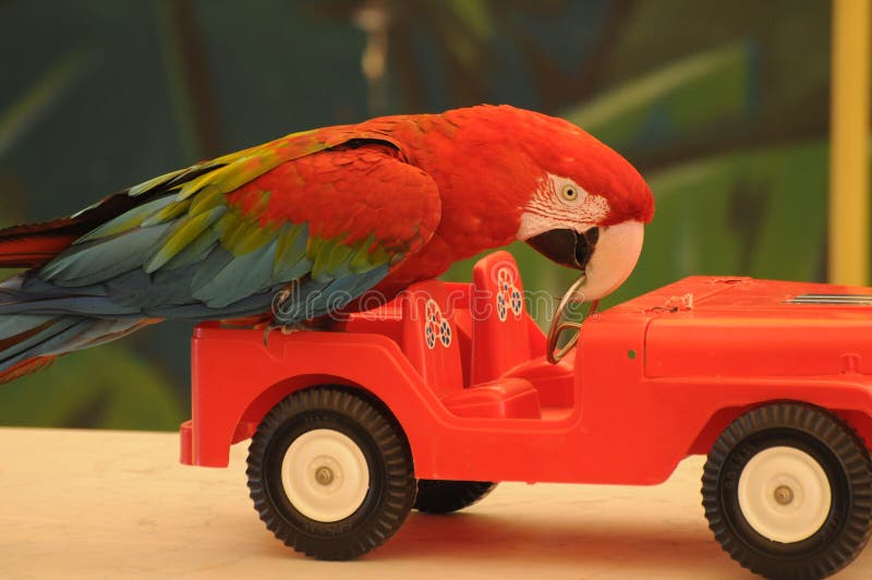 Colorful Parrot Driving Car Stock Photos - Free & Royalty-Free Stock ...