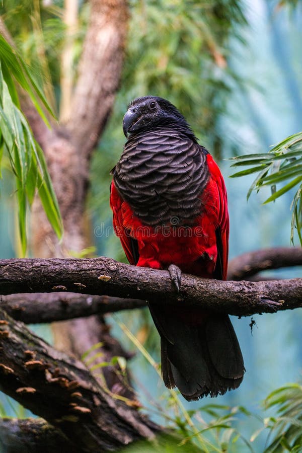 Parrot eagle in the nature stock image. Image of feather - 162229763