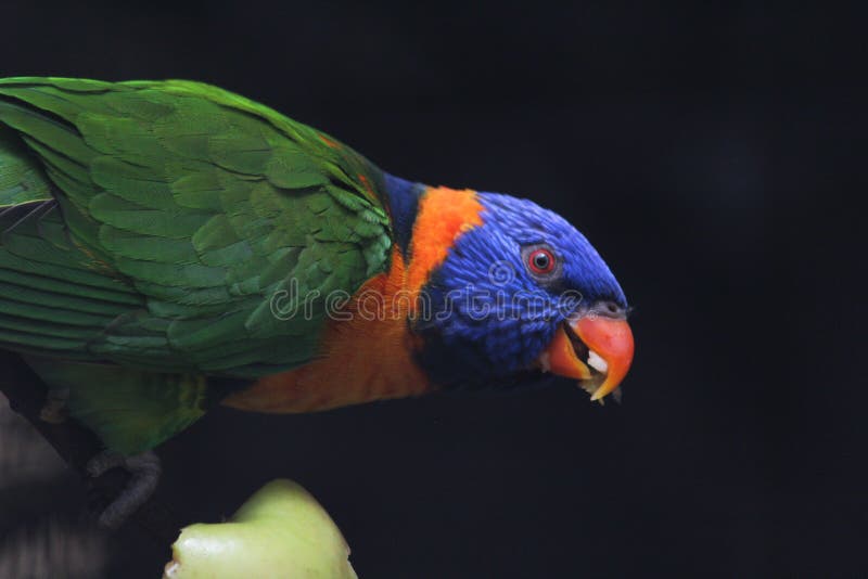128 Parrot Eating Apple Stock Photos - Free & Royalty-Free Stock Photos ...