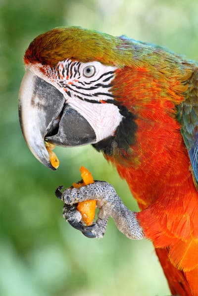 Parrot eating carrot stock photo. Image of look, speak - 3861316