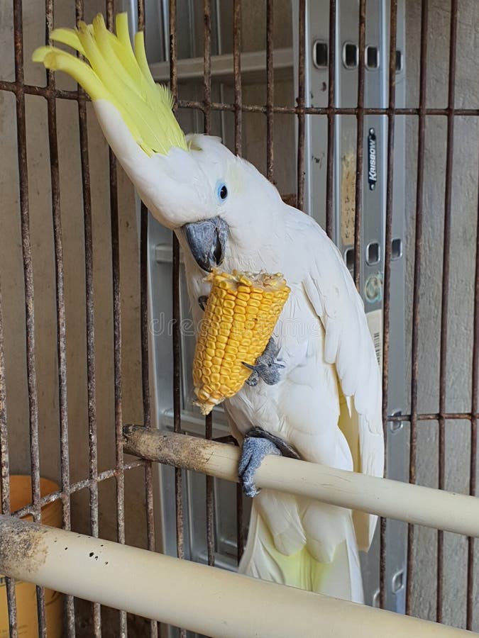 A Parrot is Eating Corn in the Cage Stock Photo - Image of corn, bird ...
