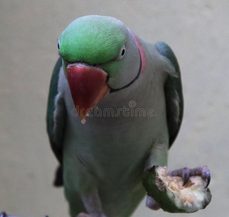 The Parrot is Eating the Fruit by Holding it in Its Feet Stock Photo ...