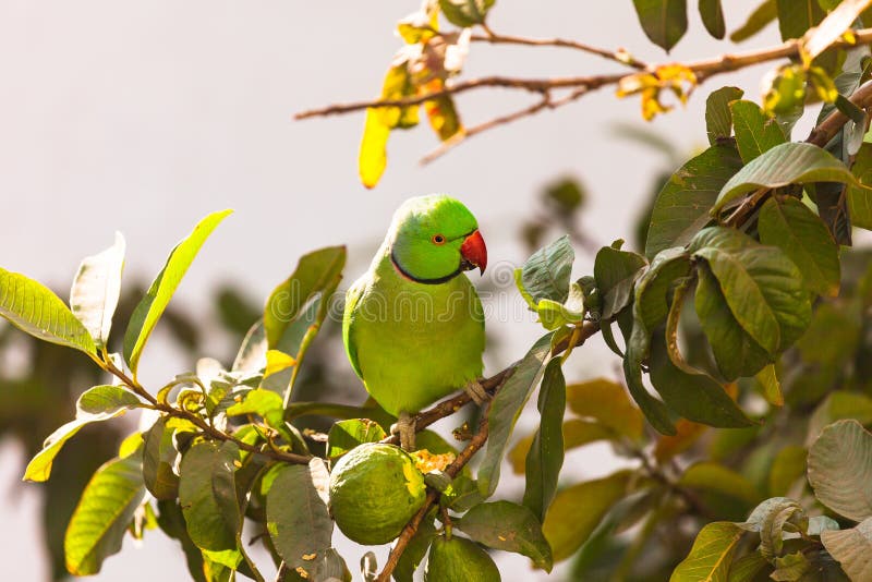 Parrot eating guava fruit stock image. Image of parrot - 148209063