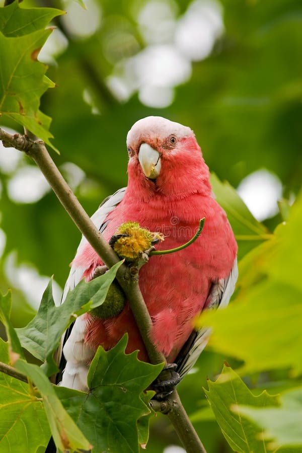 Parrot eating seeds stock image. Image of wings, exotic - 4415077