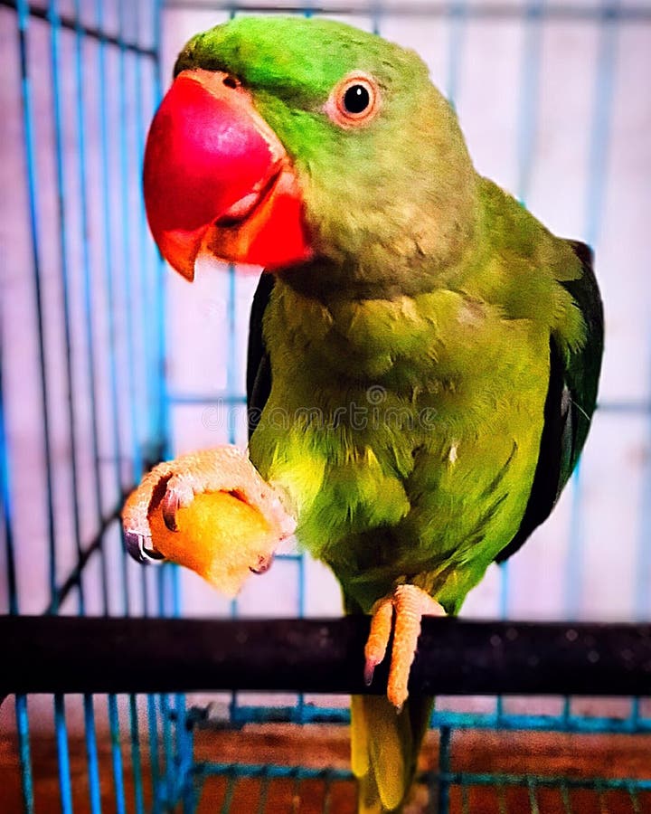 Parrot eating snacks stock image. Image of snacks, animal - 186368143