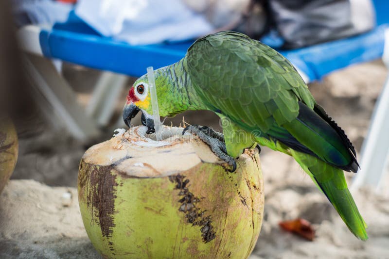 A Parrot Eats Fresh Coconut Stock Photo - Image of parrot, bird: 149866614